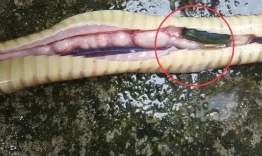 He grabbed a snake for gallbladder to cure hemorrhoids, but was bitten ...