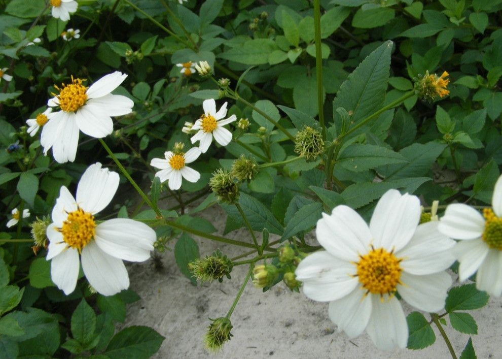 Composition and main uses of ghost needle grass - iNEWS