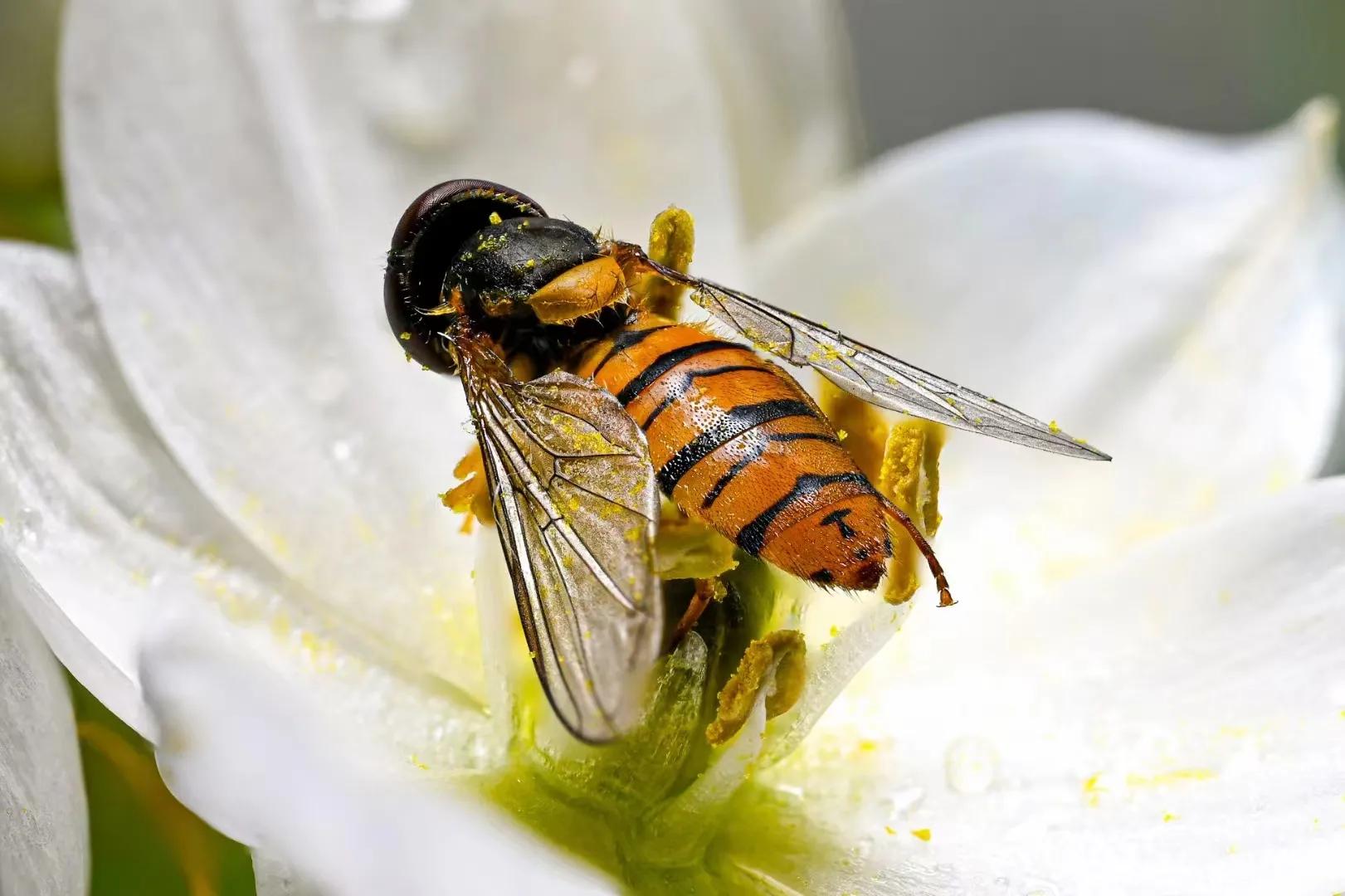 The Source of Honey (Photography) - iMedia