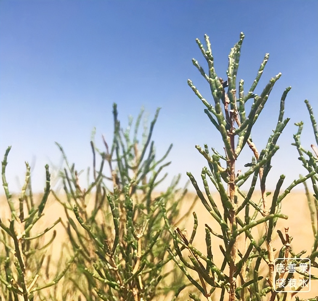 I have planted a Haloxylon tree on my mobile phone for 2 years, and ...