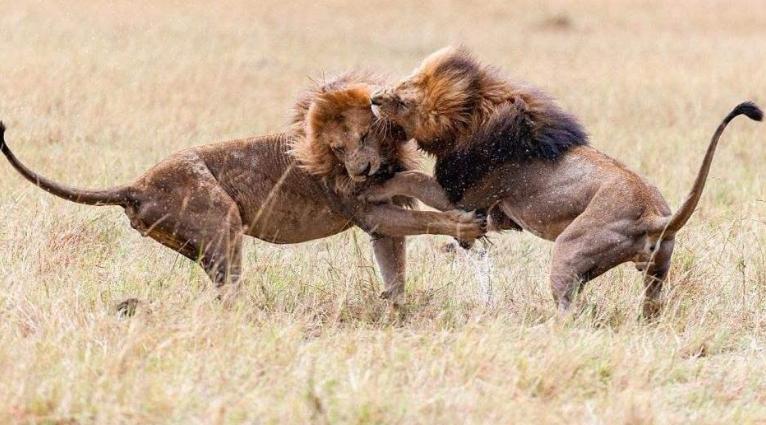 Between the quick fight and the lingering: revealing the ten before and ...