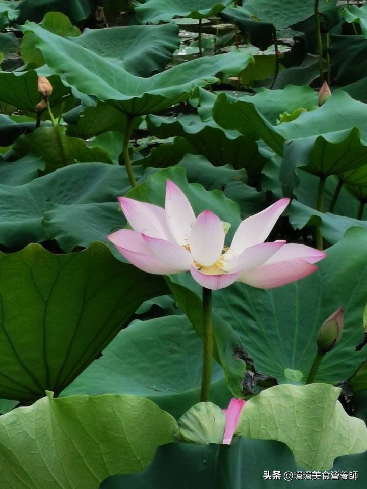 Unique and lovable, this lotus show is on display - iNEWS