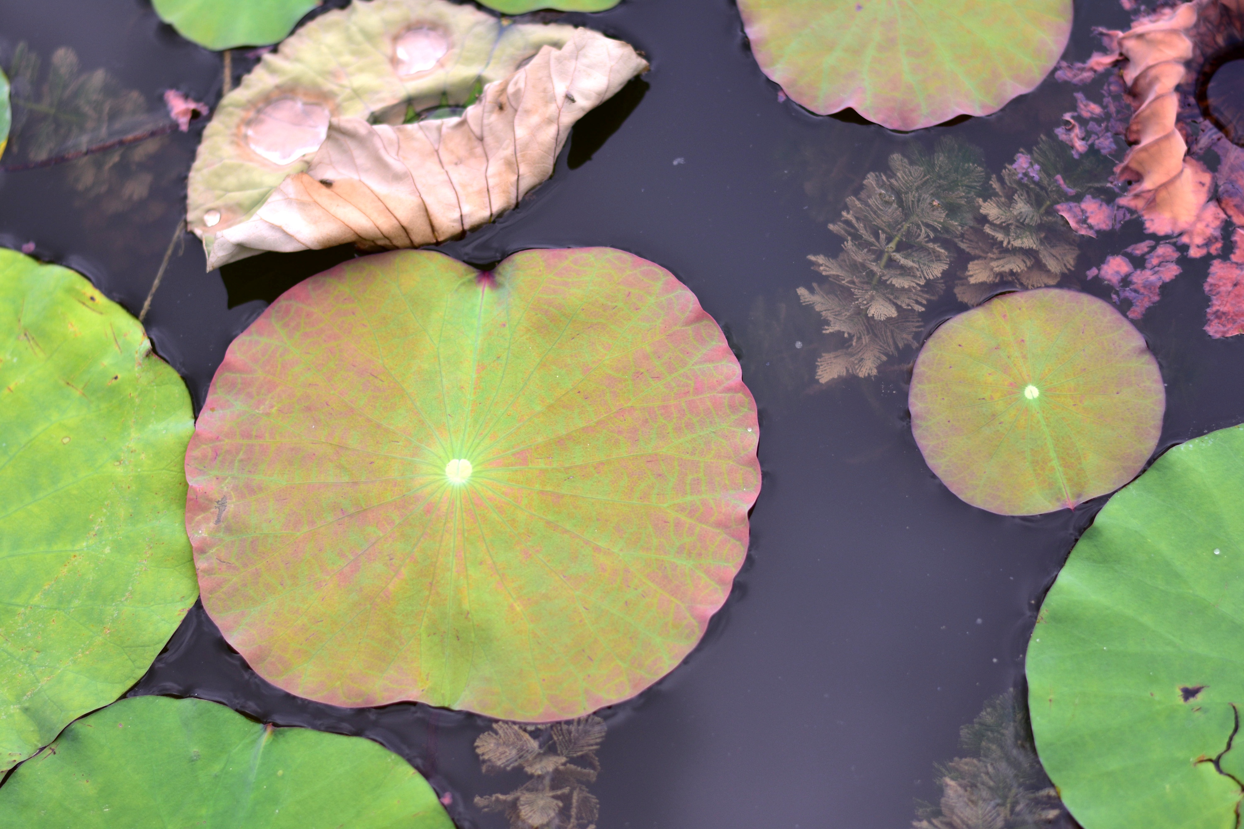 Autumn Rhyme of Residual Lotus: Leave Fragrant Residual Lotus and ...