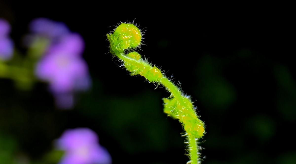 Equipped with the super-spotting XMAGE imaging system, the Huawei P60 Pro allows you to easily ...