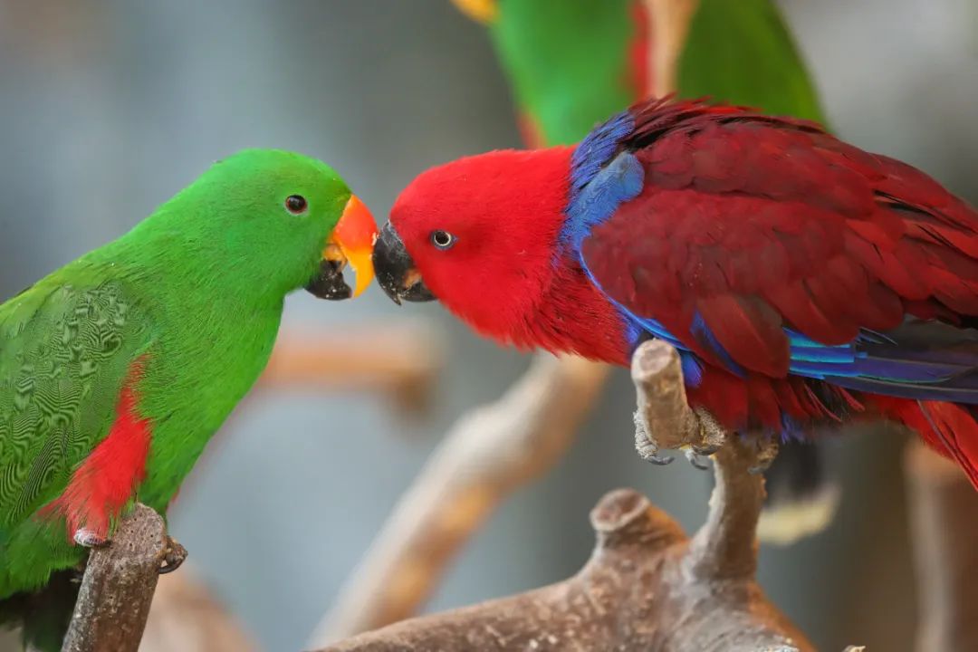 How do parrots become "language masters"? - iNEWS