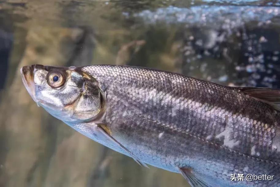 The secret of a puffer fish with fresh eyebrows is here - iNEWS