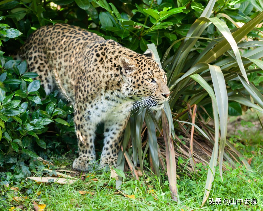 Surprisingly, there are wild North China leopards in the Jizhou ...