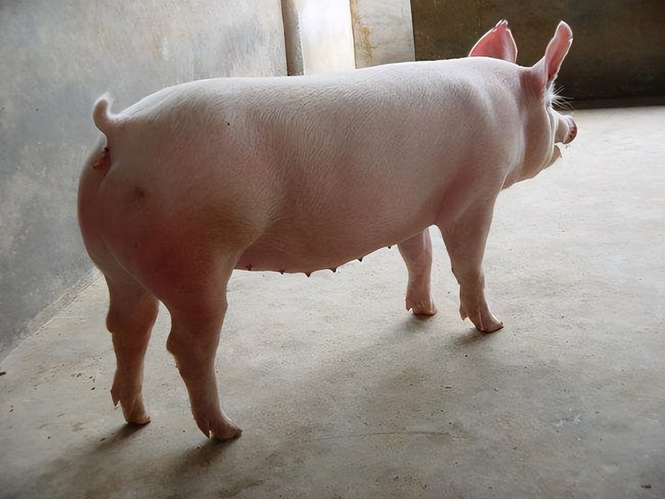 How many days is it normal for a sow to be in heat?How many days is the ...