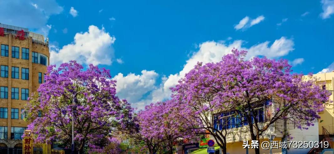 Explain the jacaranda and the most beautiful picture - iNEWS