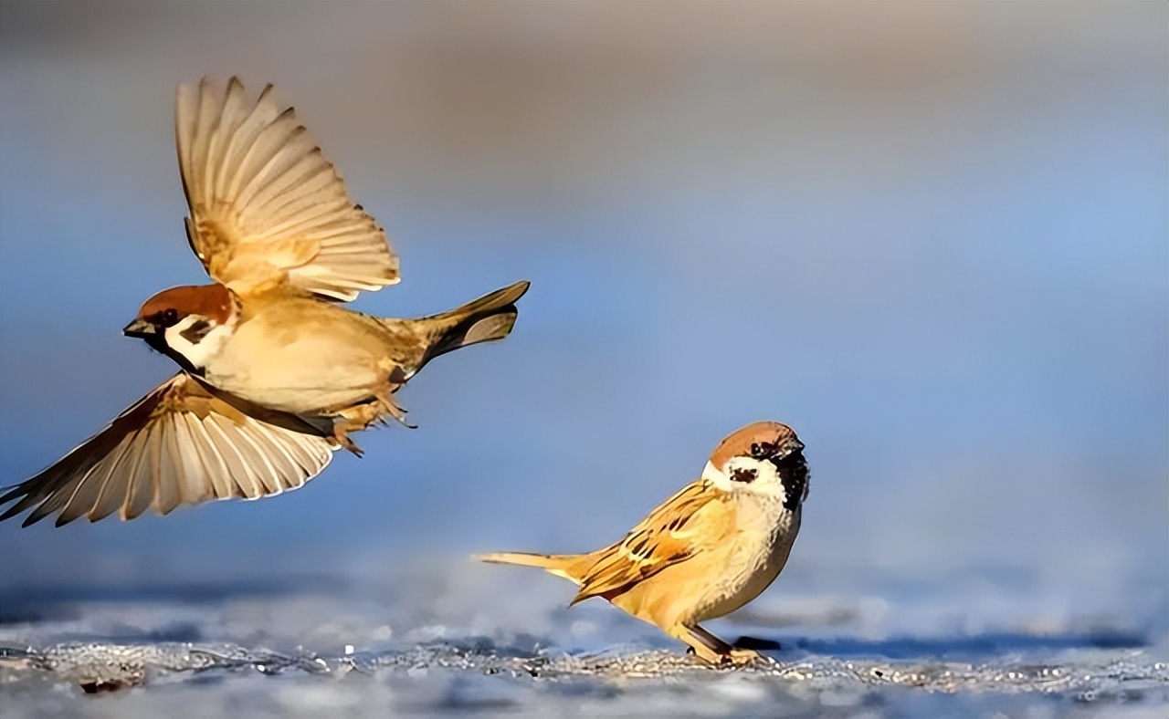 The Chinese don't eat sparrow meat, why are sparrows still decreasing ...