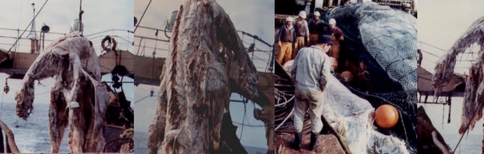 Rare "giant monster" appeared on a beach in New Zealand, with a length ...