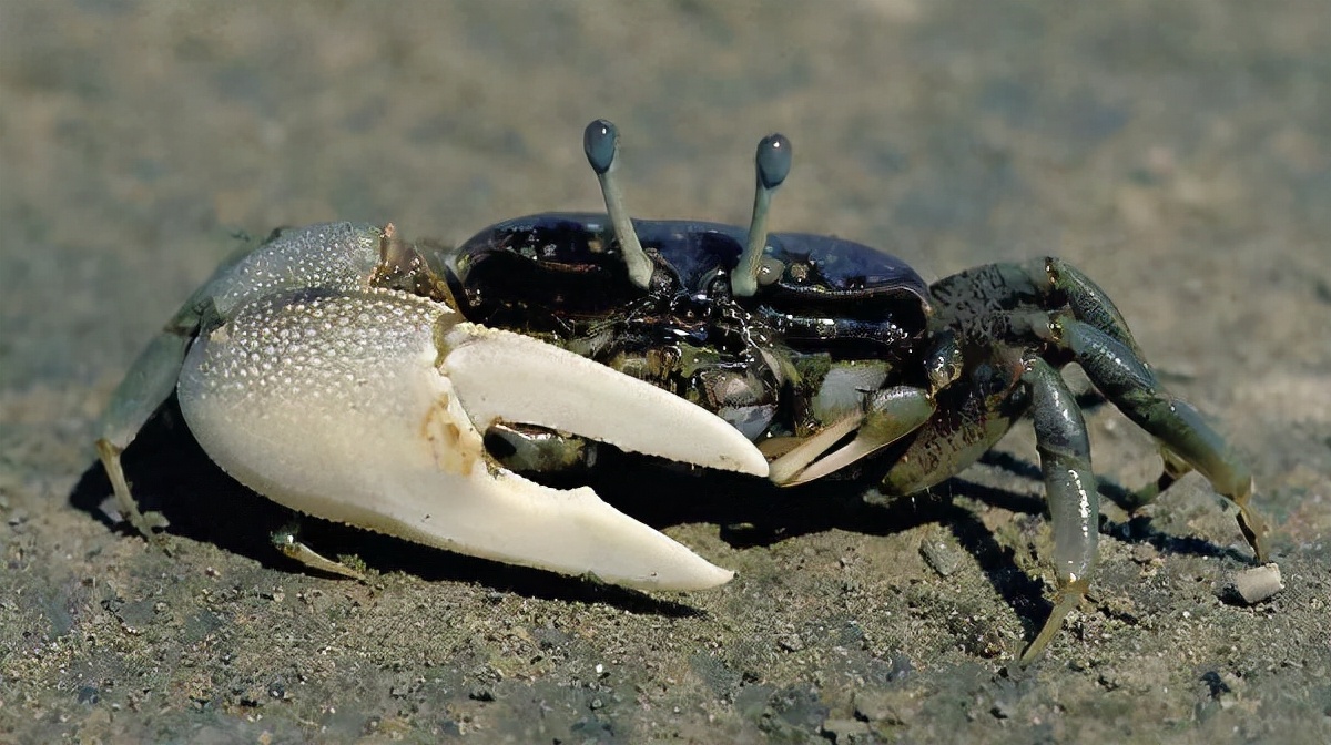 Why is one fiddler crab so big and the other so small?Is it an honest ...