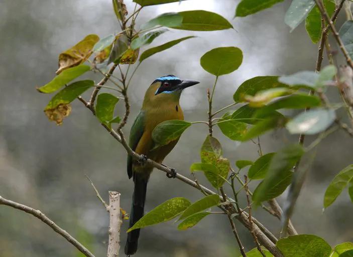 The beauty of nature: the blue-topped emerald bird - iMedia