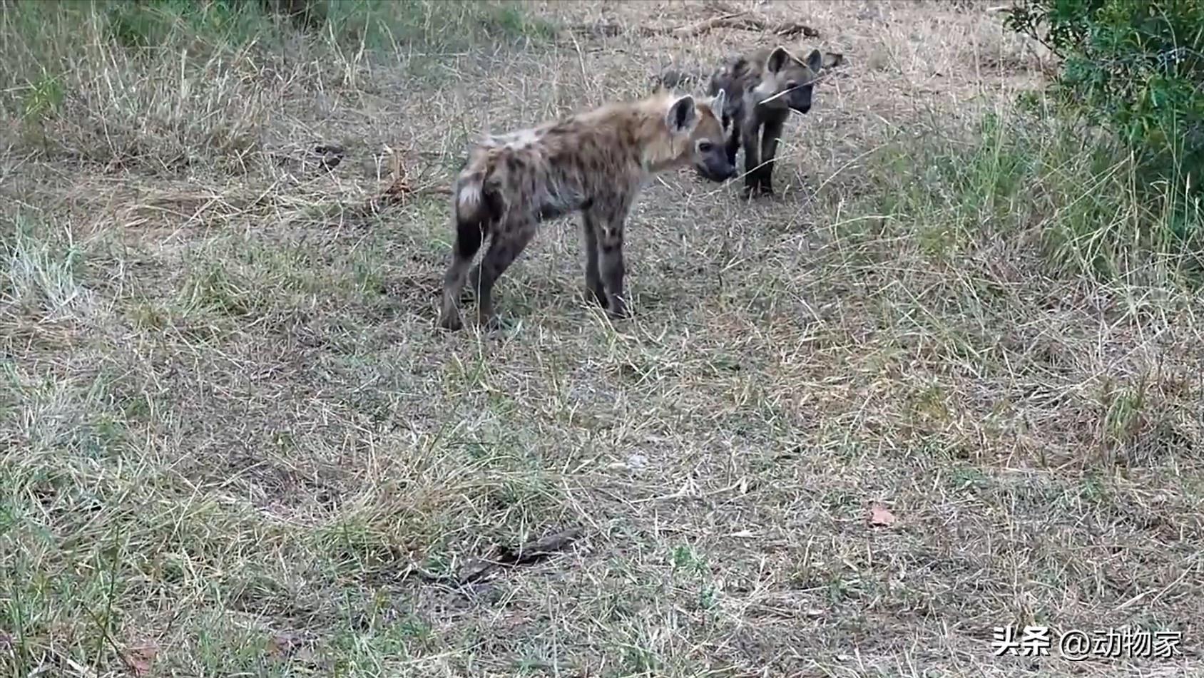 Do you know how naughty little hyenas are?Just like the little devil ...