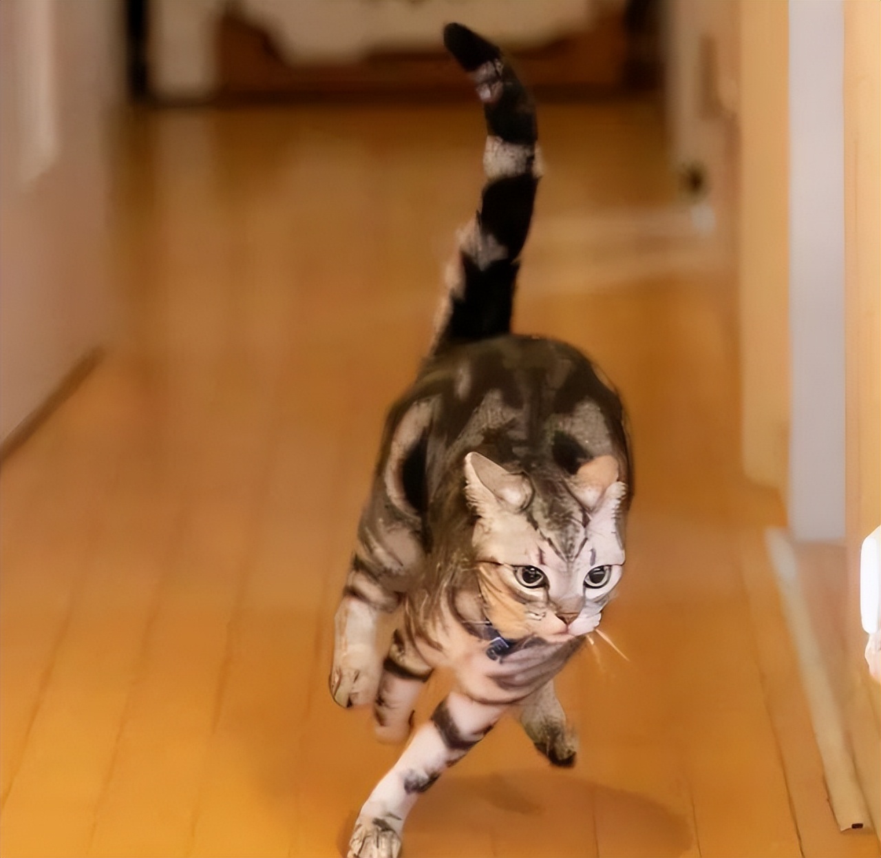 Cats "running around" at home are not crazy, but for these reasons - iMedia