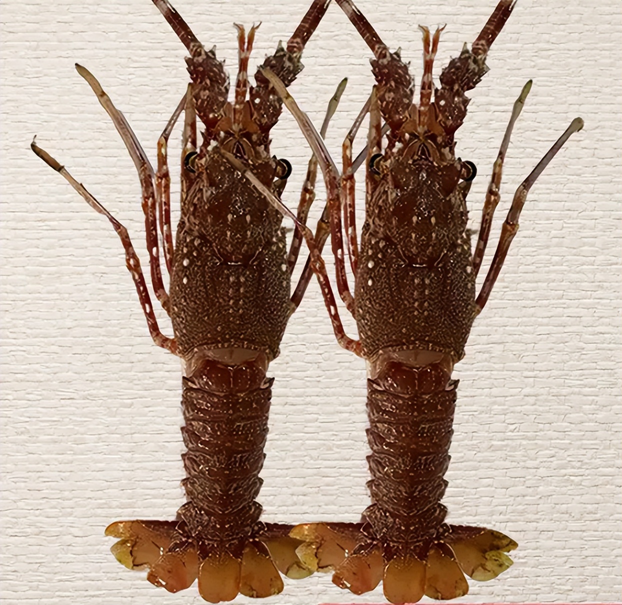 A Linyi man accidentally caught a rose lobster and was stopped on the ...
