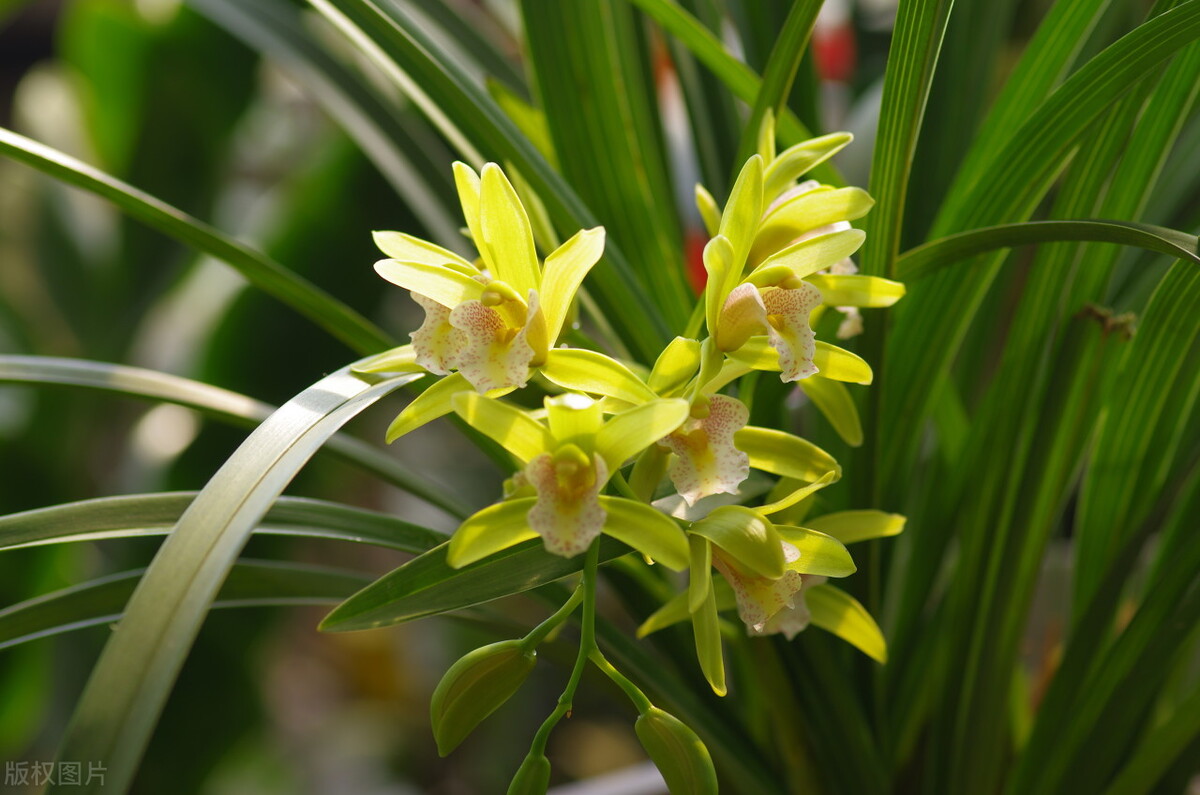 How to grow garden orchids - iNEWS