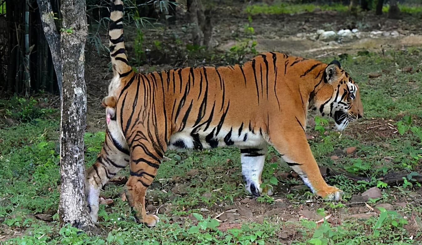 The secrets of tiger reproduction and mating are revealed: tough guys ...