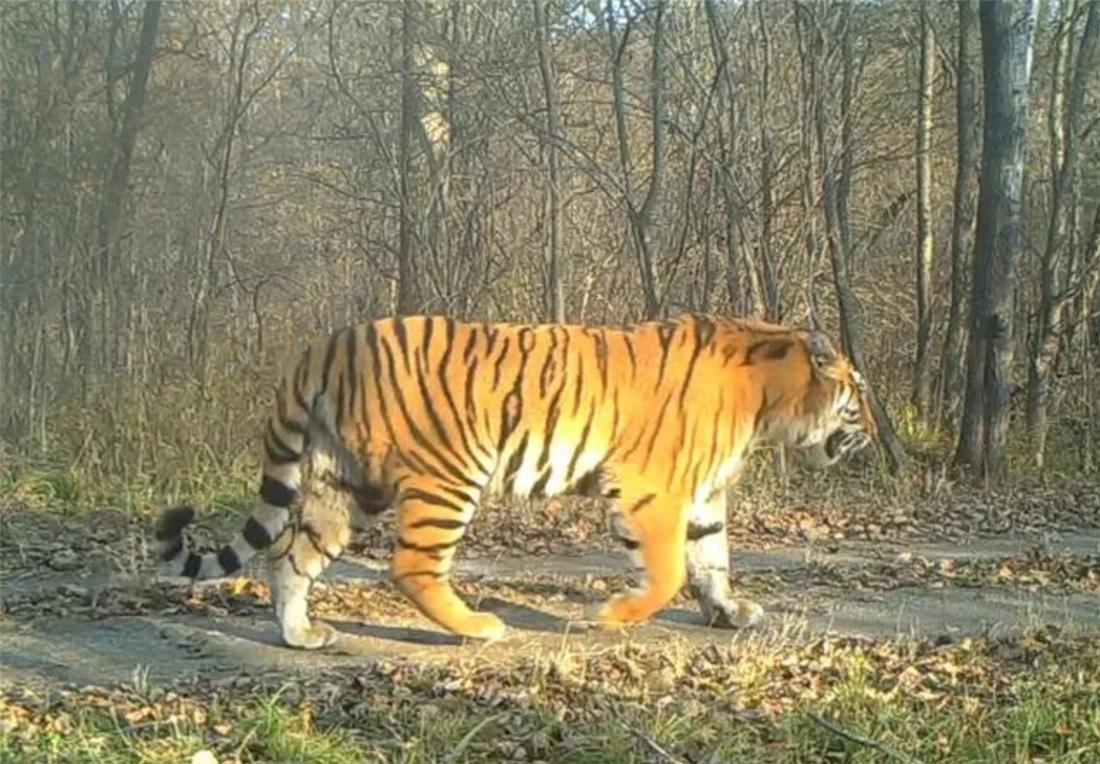 The Siberian tiger catches the ox, and the brown bear runs to grab the ...