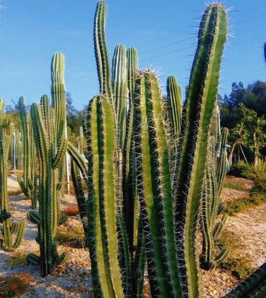 The types, characteristics and functions of cacti will make you fall in ...