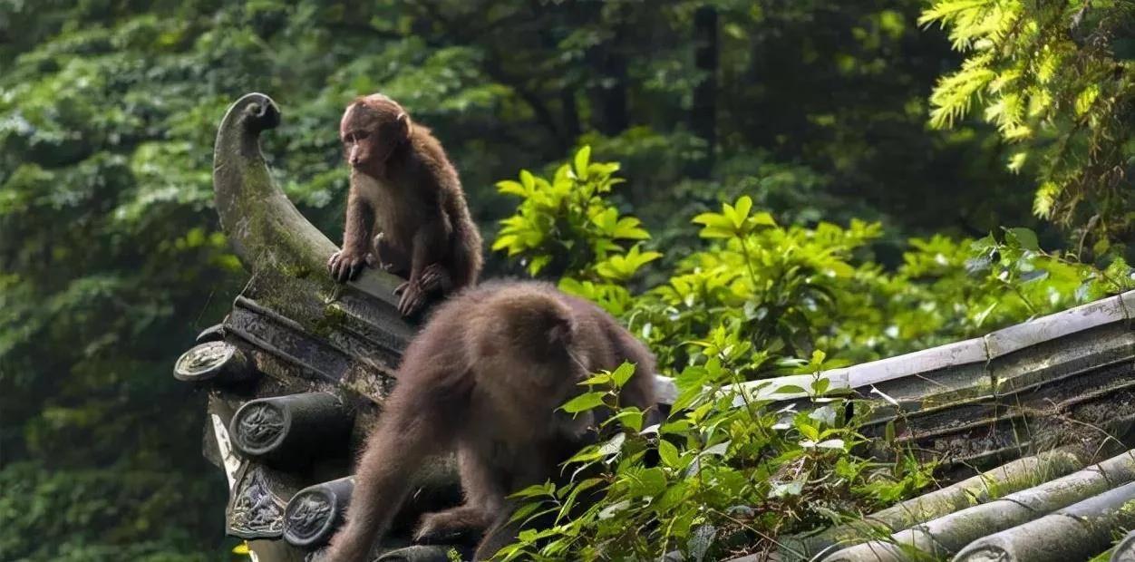 One-armed monkey, kind-hearted, 20 years in the temple - iNEWS