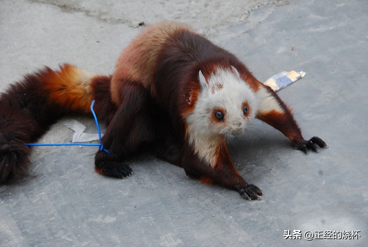 What are the characteristics of red and white flying squirrels, where ...