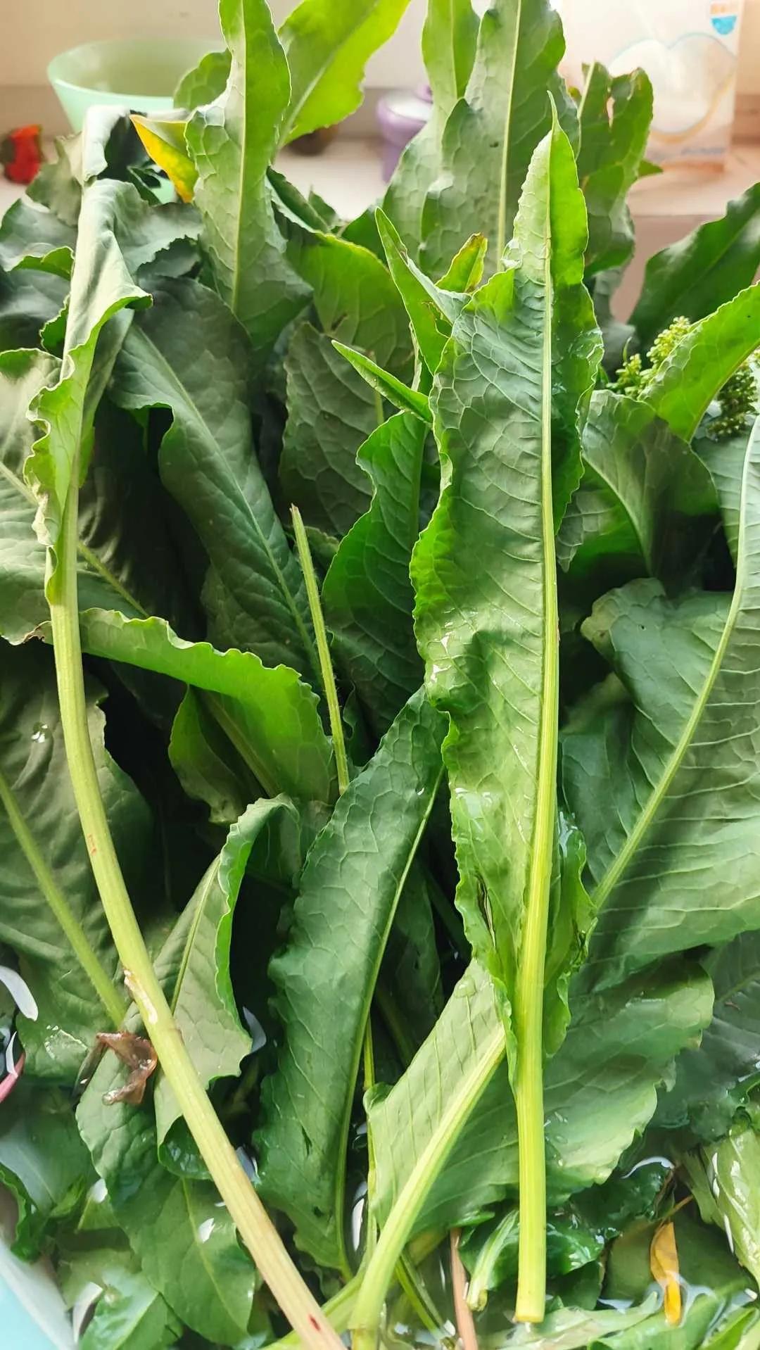 wild spinach - iMedia