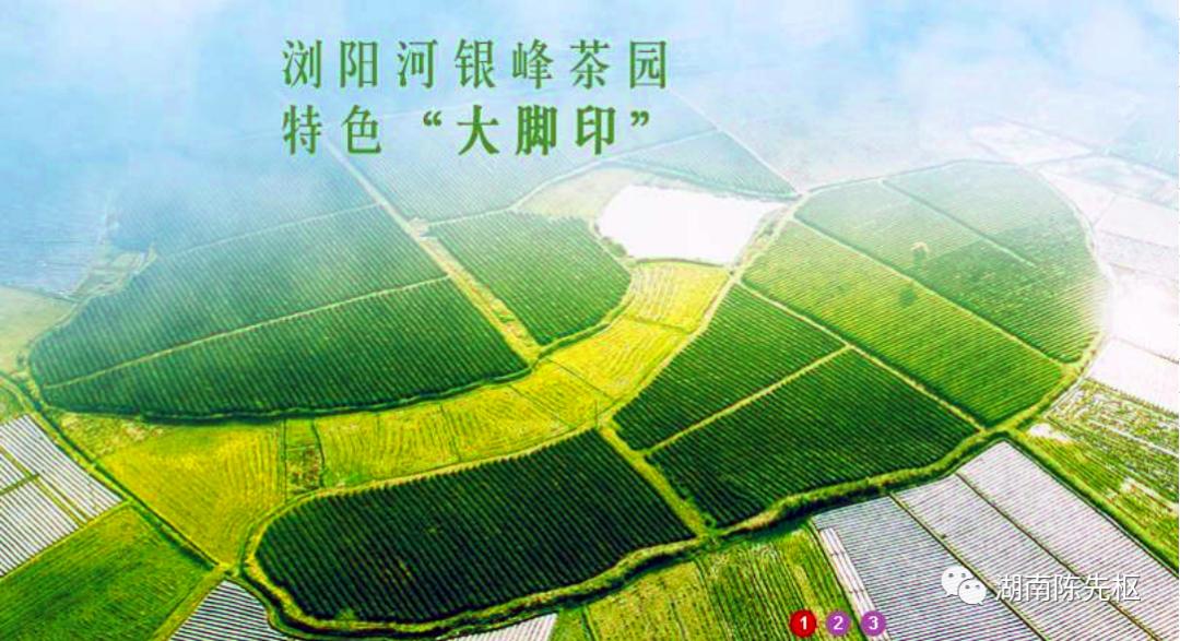 Changsha tea book selection (4) Liuyang Chunkou tea - iMedia