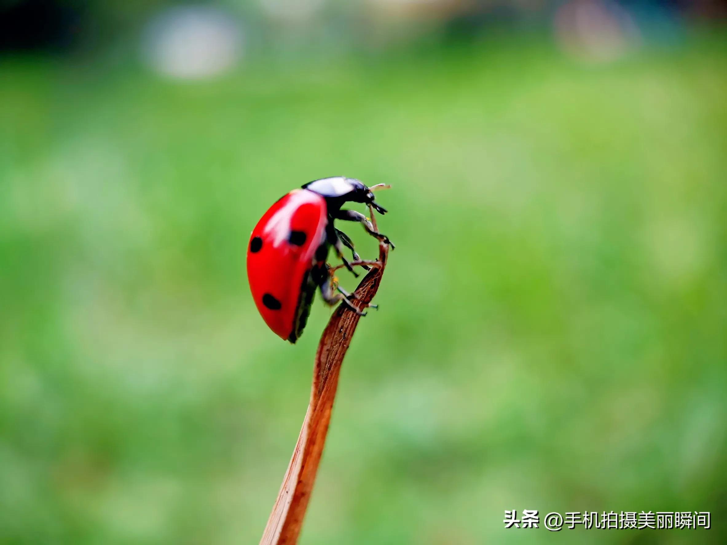 Tips for taking macro photos of insects with mobile phones - iMedia