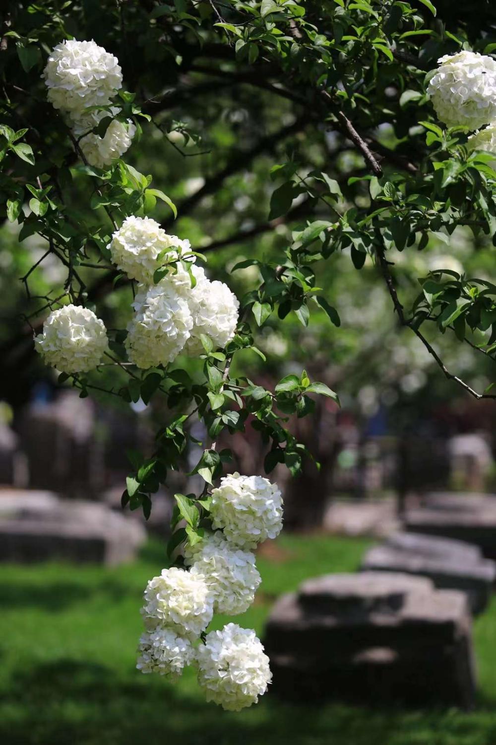 Hydrangeas bloom in spring - iMedia