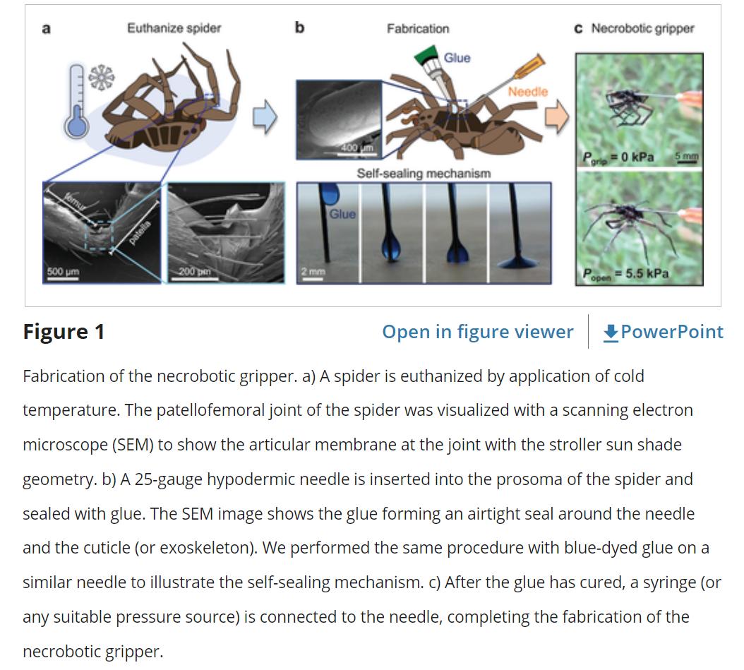 Dead spider reincarnated as robotic arm: here comes the coveted ...