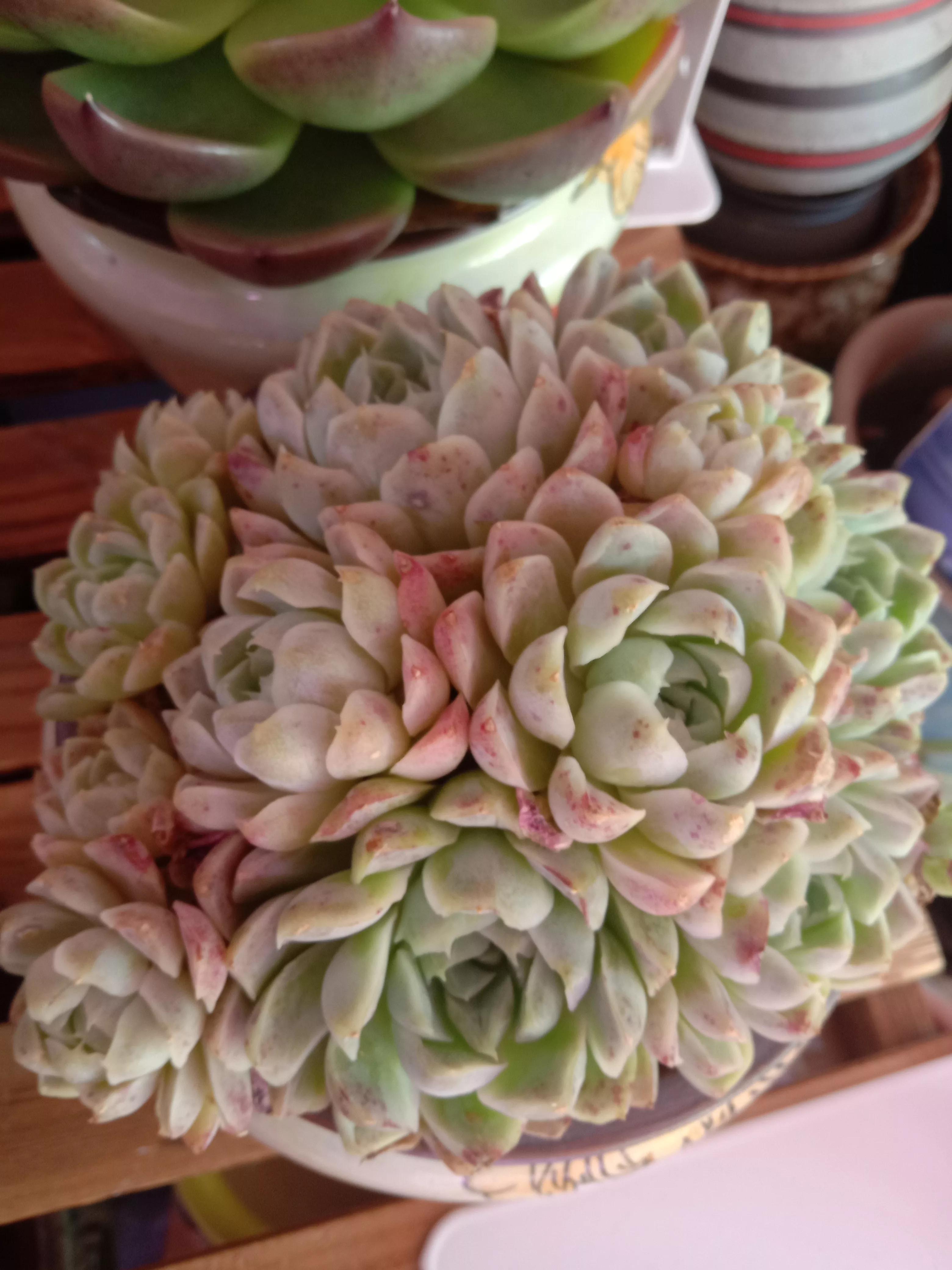 Succulent white moon shadow daily maintenance method - iNEWS