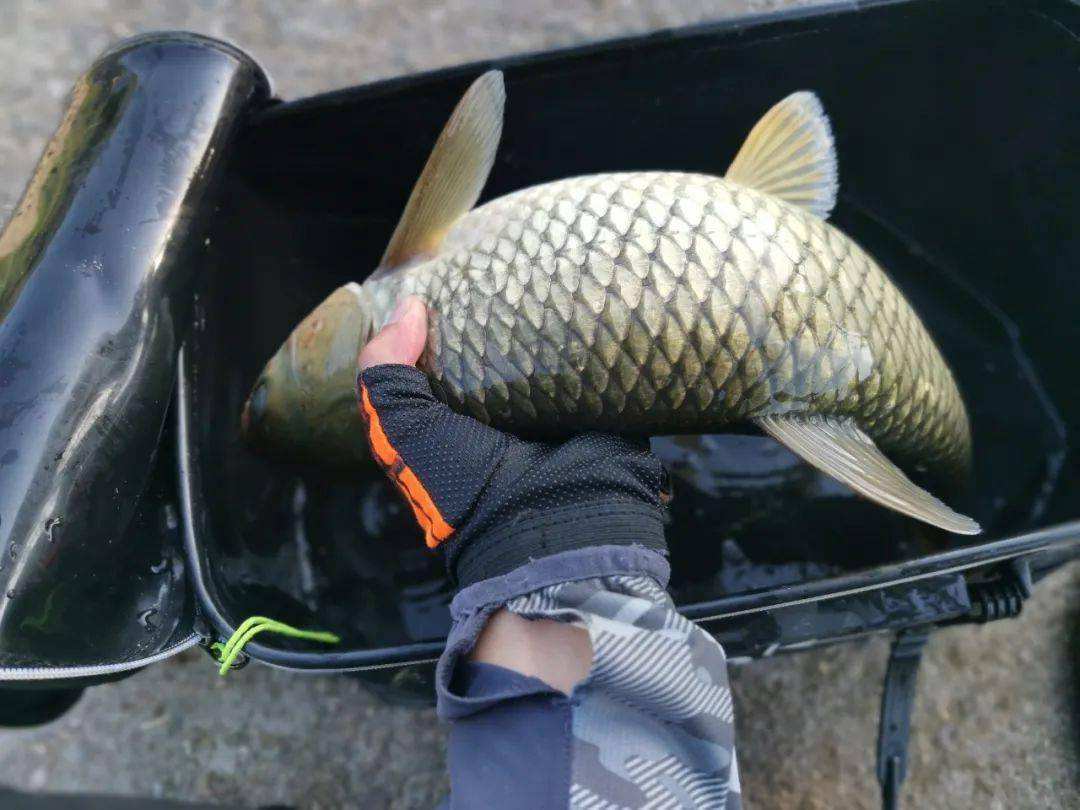 The big fish is piling, don't pull hard, with these 3 tricks, you can ...