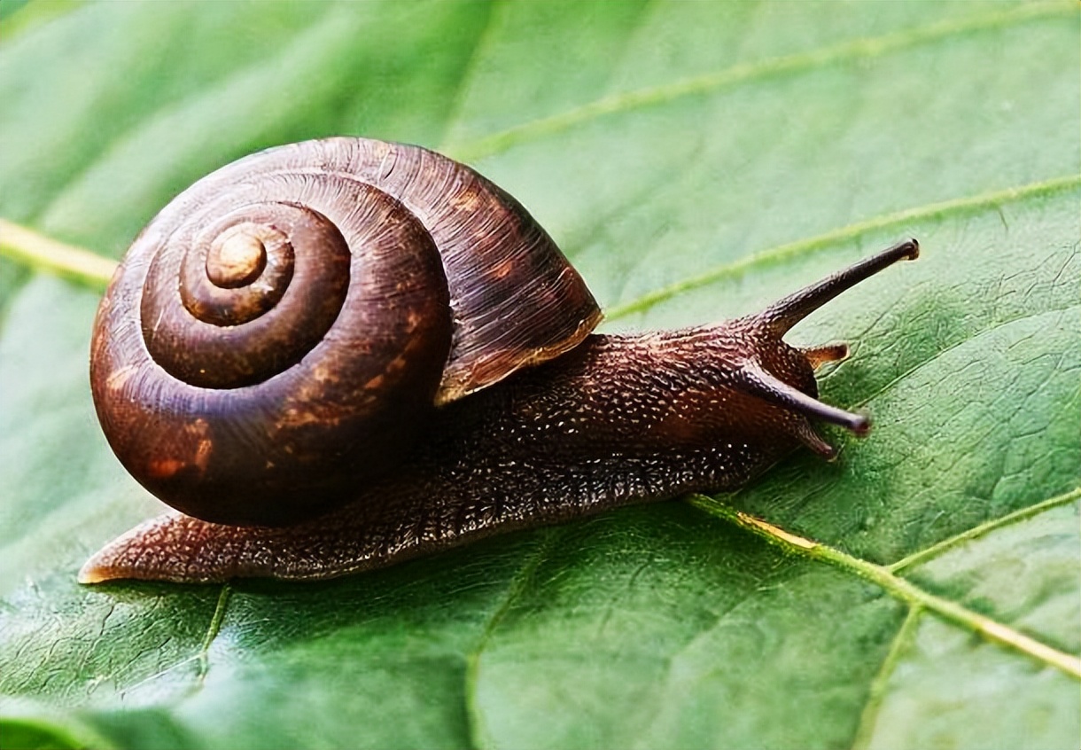 Snails not only have good memory, but also have strong vitality. The ...