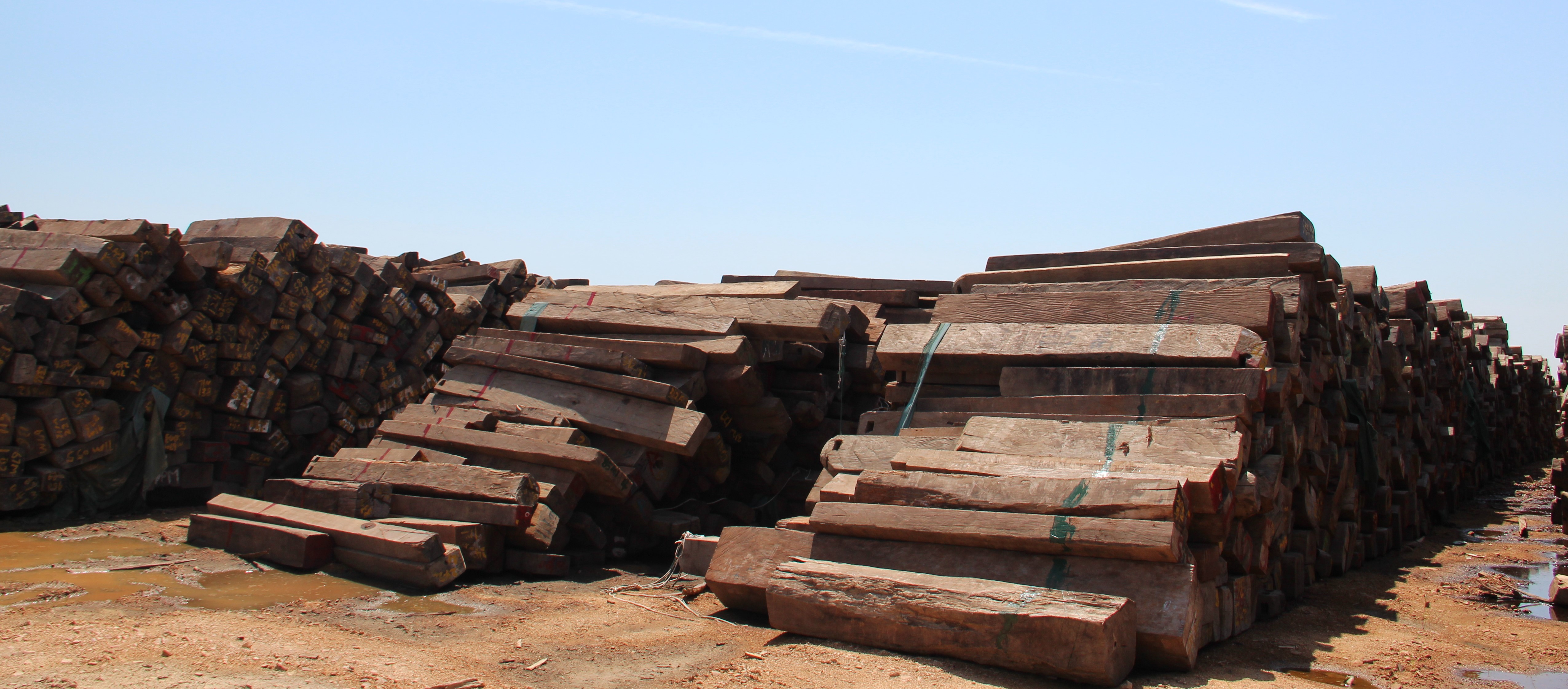 Big fruit red sandalwood - Burmese flower - iNEWS