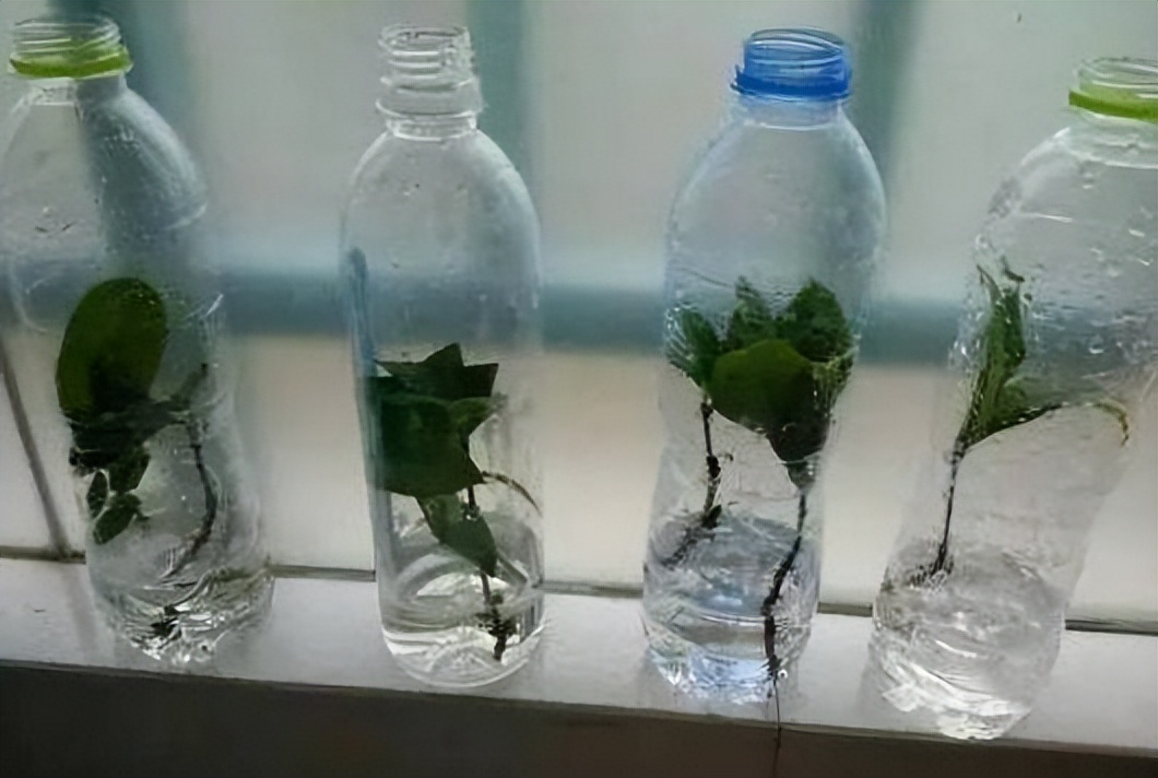 Cut mineral water bottles and Coke bottles into a "magic weapon" for ...