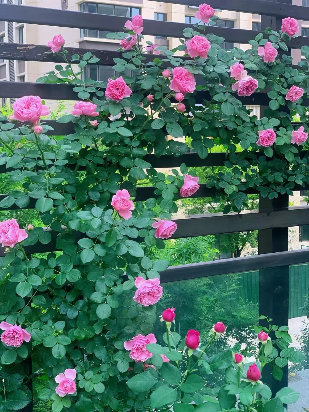 Long flowering period, easy to burst flowers, vine rose pink Da Vinci ...