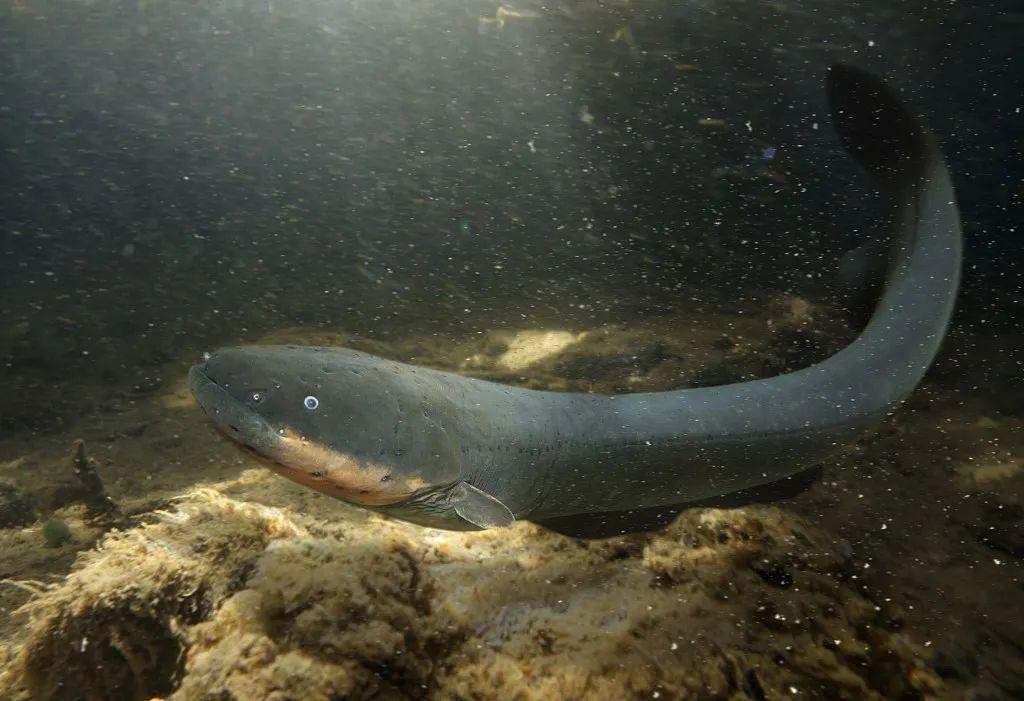 Electric eels rely on electric discharges to prey, how do they do it ...