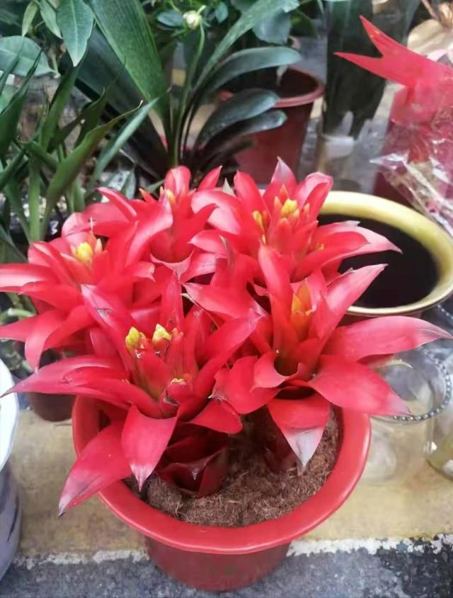 6 types of "craving flowers", don't buy them no matter how beautiful ...