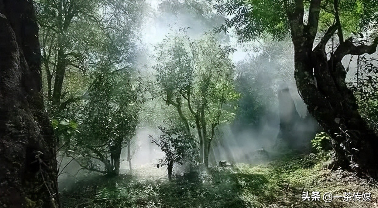 "Tea" precious cultural relics from the fragrance of the years - Yunnan ...