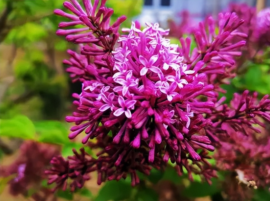 Research on Ecology and Medicinal Use of Lilac - iNEWS
