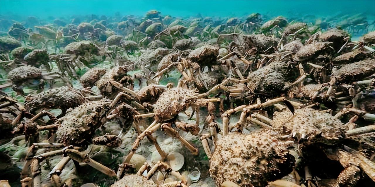 "King crab" invades Norwegian waters, with a body length of over 1.8 ...