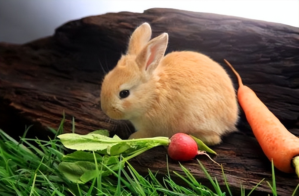 Can rabbits eat with constipation? - iNEWS
