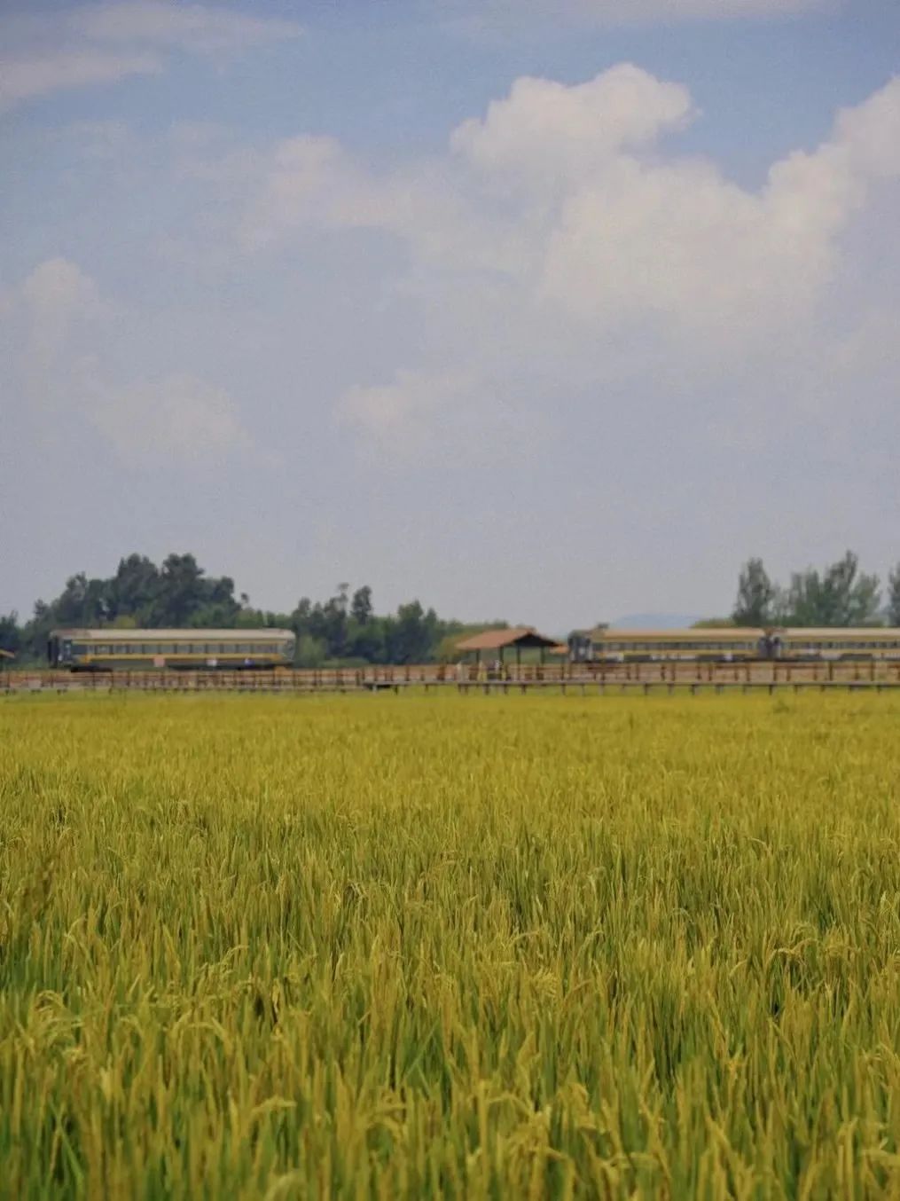 These three beautiful rice fields in Kunming are Hayao Miyazaki's ...