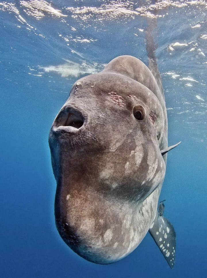 How "silly" is sunfish?I don't know how to resist being gnawed, so ...