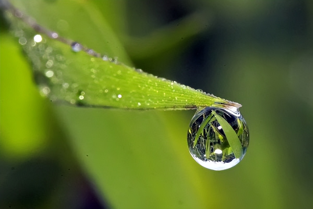 "The rain is sour for ten years, and the rain scatters the grave to ...