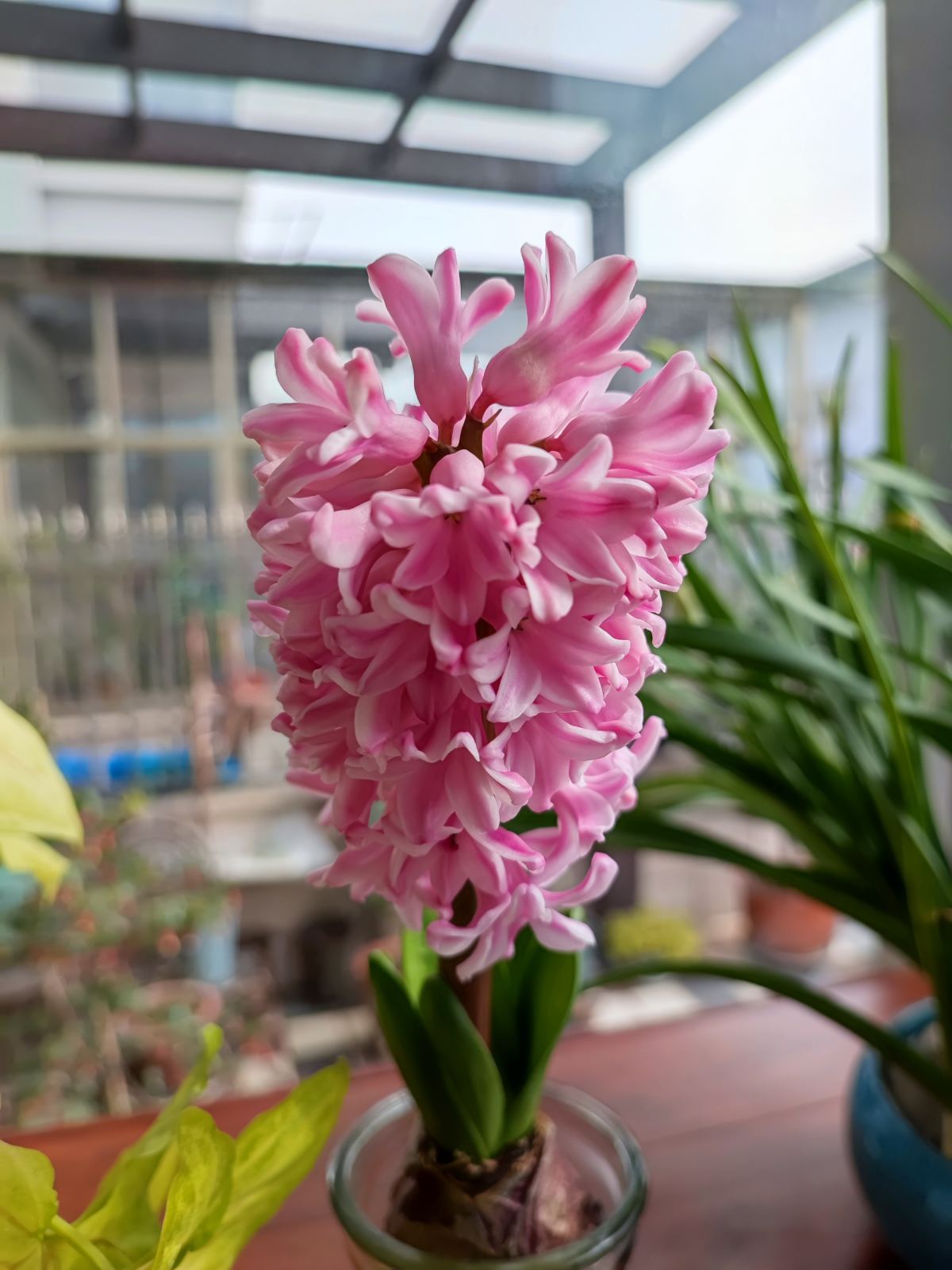 The New Year's Eve flowers are also one-off. When the 4 kinds of ...