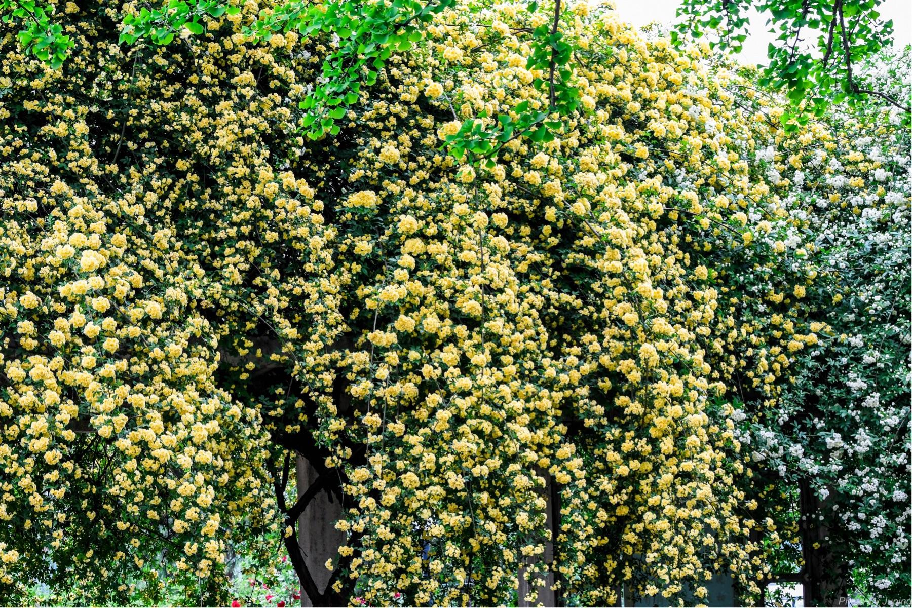 4 kinds of open-air flowers, the first choice for small courtyard ...