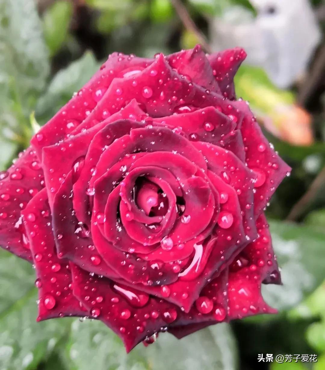 Cool and elegant, high-grade velvet texture - black buck rose - iNEWS