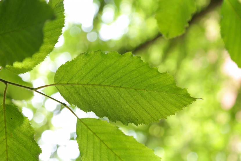 Zhou Wanshui: hit by a leaf - iNEWS
